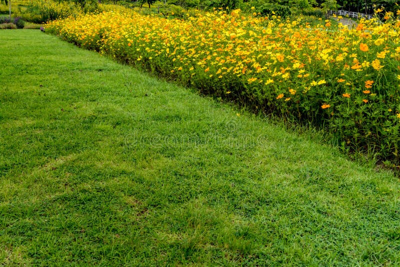 Flowers Bed with Green Grass Stock Photo - Image of summer, plant: 96722780