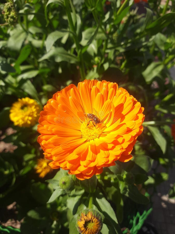 Heeny Stock Photos - Free & Royalty-Free Stock Photos from Dreamstime