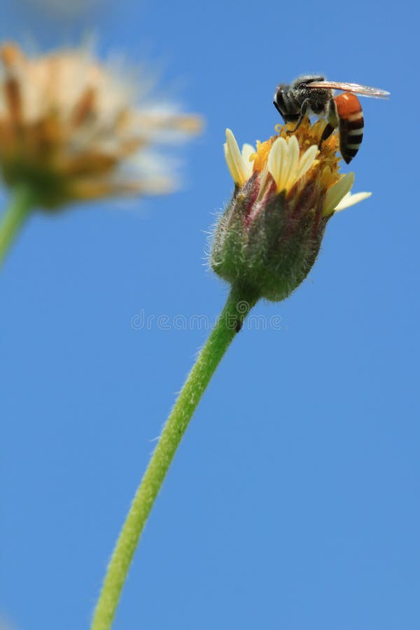 Flowers and bees around. stock photo. Image of blossom - 25169220