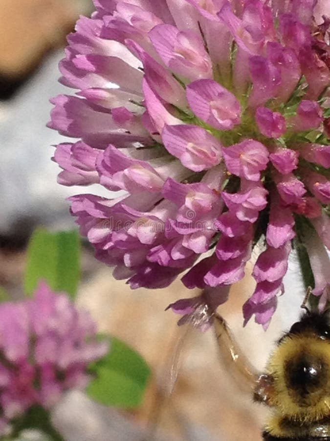 Flowers and Bees Collection #1 Stock Photo - Image of close, corner ...
