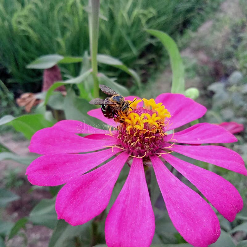 Flowers and Bees on the Edge of a Beautiful Rice Field Stock Image ...