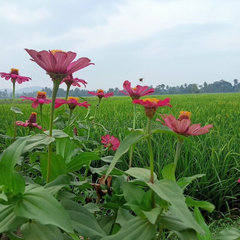Flowers and Bees on the Edge of a Beautiful Rice Field Stock Photo ...