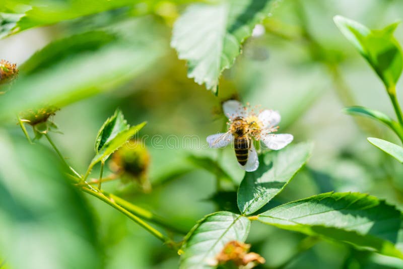 Flowers, Bees and Many Other Small Creatures Stock Image - Image of ...