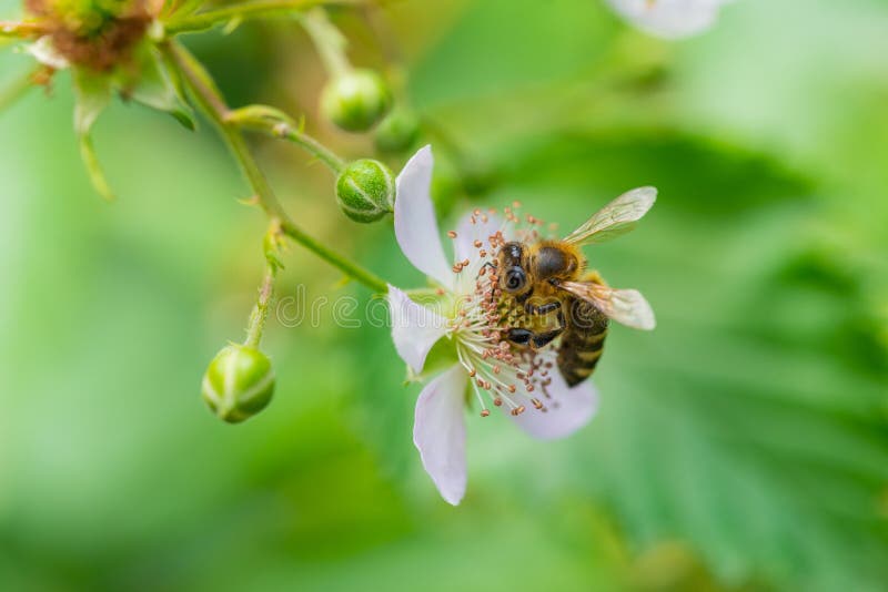 Flowers, Bees and Many Other Small Creatures Stock Image - Image of ...