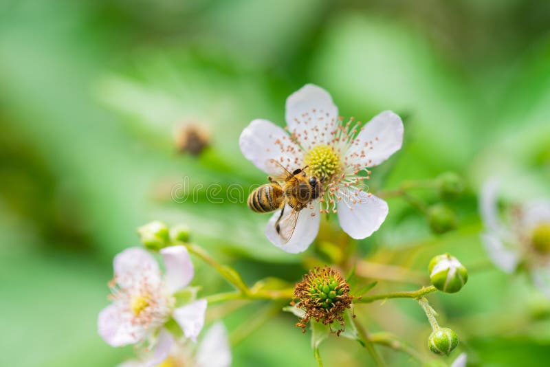 Flowers, Bees and Many Other Small Creatures Stock Photo - Image of ...