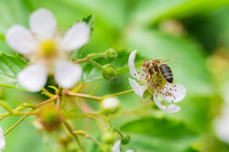 Flowers, Bees and Many Other Small Creatures Stock Photo - Image of ...