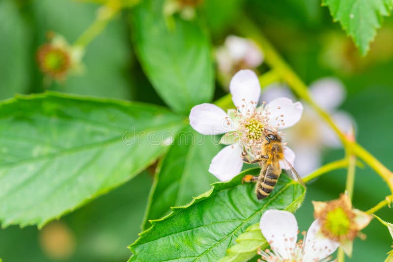 Flowers, Bees and Many Other Small Creatures Stock Photo - Image of ...