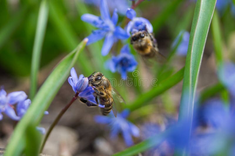 Flowers and bees stock image. Image of announcing, violets - 47654567