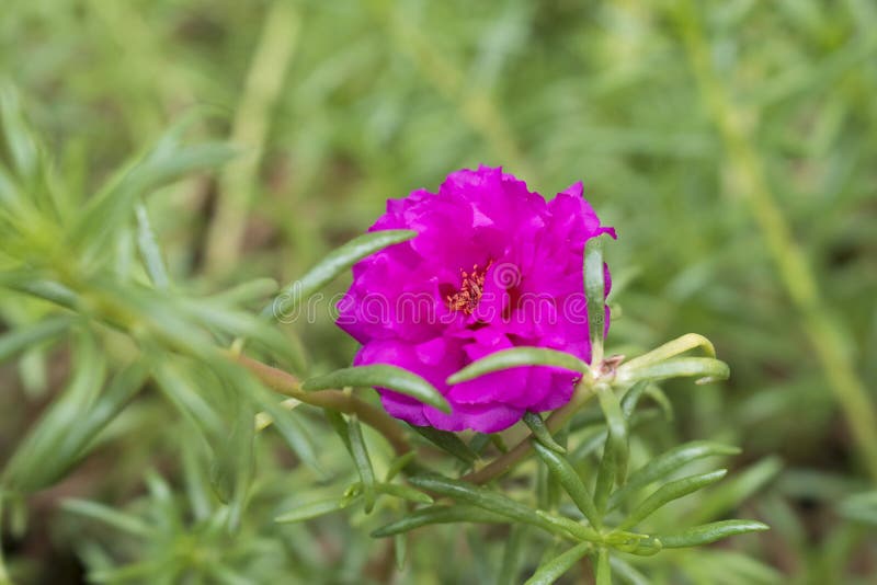 Flowers from the beginning stock image. Image of medicine - 115384651