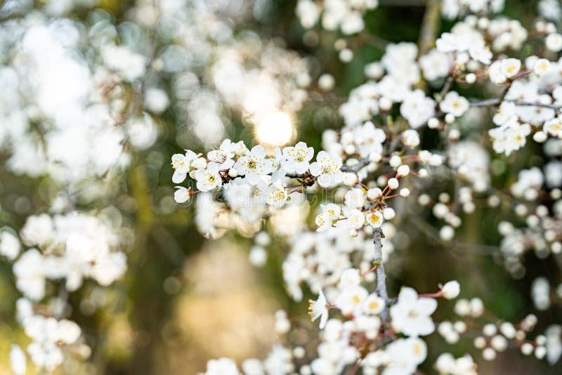 Flowers at the Beginning of Spring Time Stock Photo - Image of garden ...