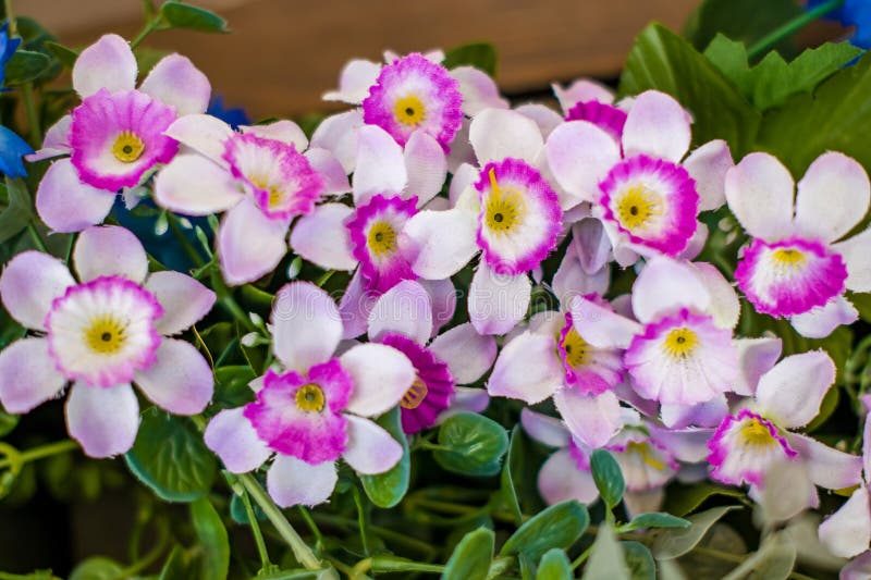 Red Flowers Begonia Geranium Stock Image - Image of nature, blossom ...