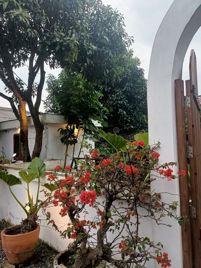 Flowers behind the gate stock photo. Image of beautiful - 272726876