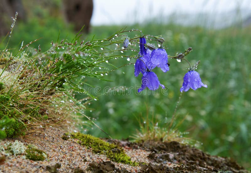 Flowers bells stock photo. Image of violet, flowery - 101444394