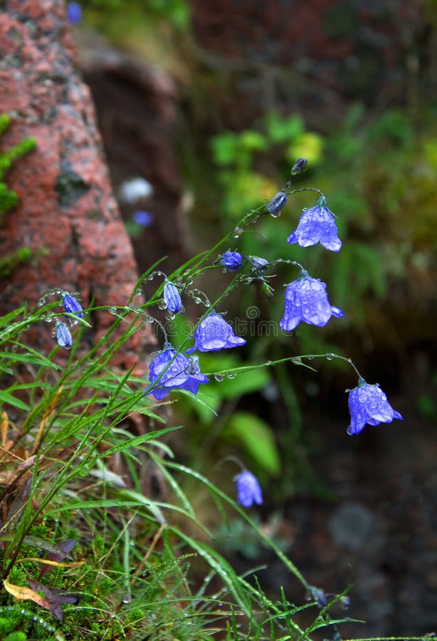 Flowers bells stock image. Image of violet, bell, flowery - 101443921