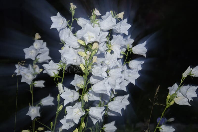 Flowers Bells at Night on a Long Shutter Speed with a Change in Focal ...