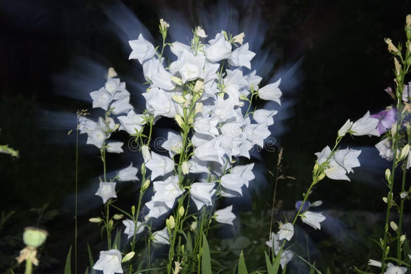 Flowers Bells at Night on a Long Shutter Speed with a Change in Focal ...