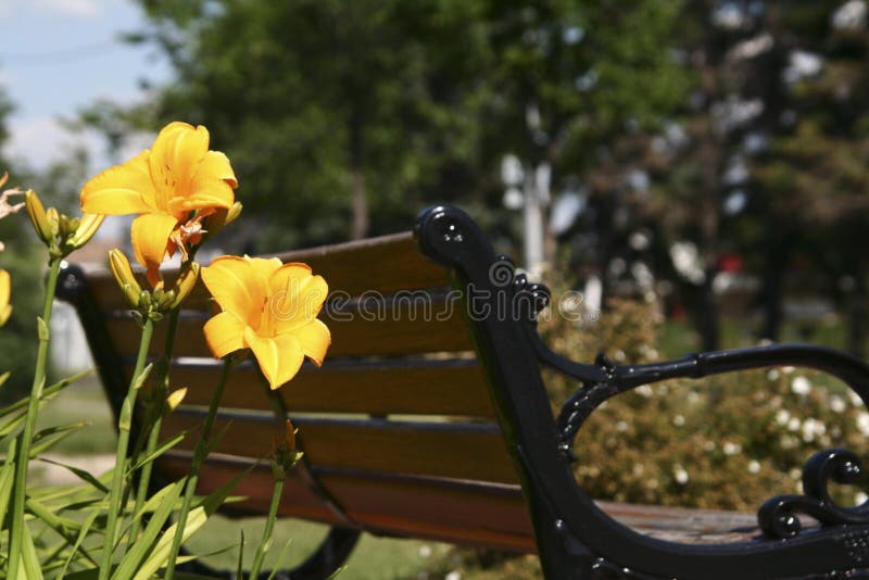Flowers and bench stock image. Image of stop, yellow, park - 4150945