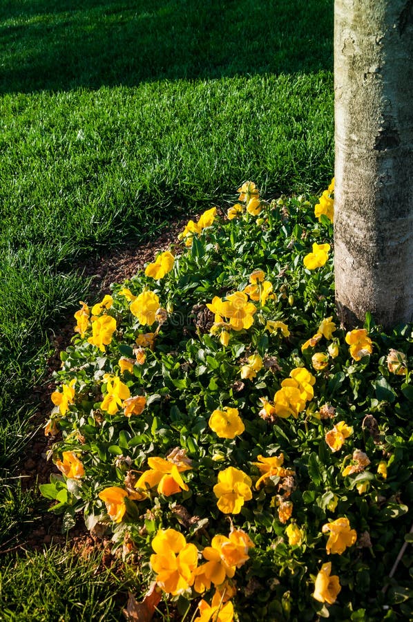 Flowers Beneath a Tree stock photo. Image of field, vegetation - 38939792
