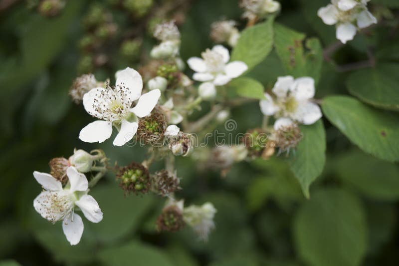 Flowers of Berries - Blackberries Flowers Stock Photo - Image of colour ...