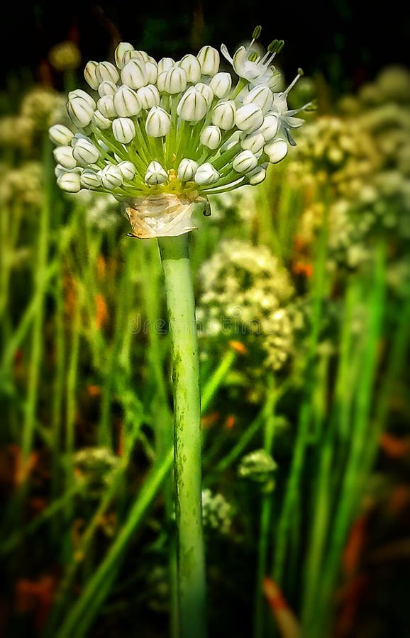 Flowers best nice stock image. Image of nice, flow, flowers - 268998683