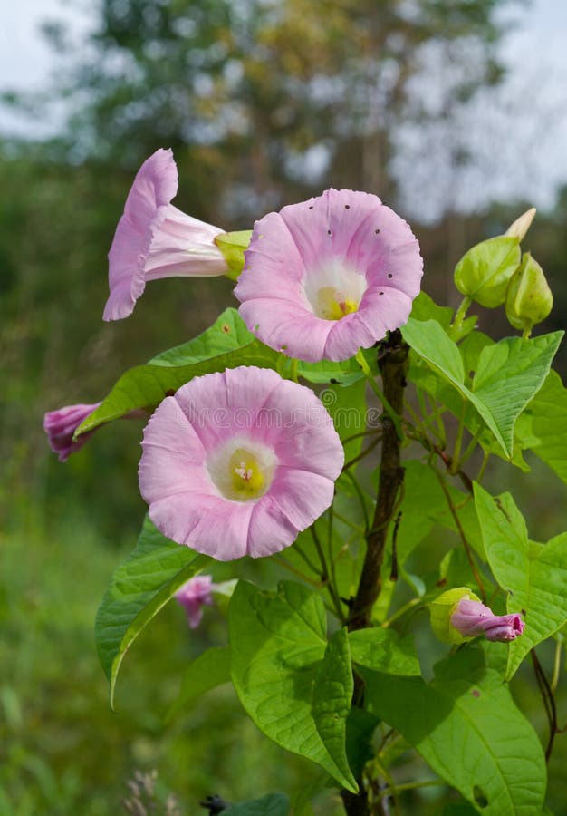 Flowers of bindweed 1 stock photo. Image of pistil, outdoors - 145260530