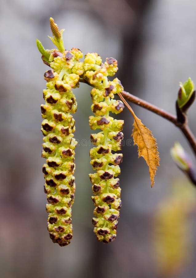Flowers birch stock image. Image of close, nature, backgrounds - 5330637