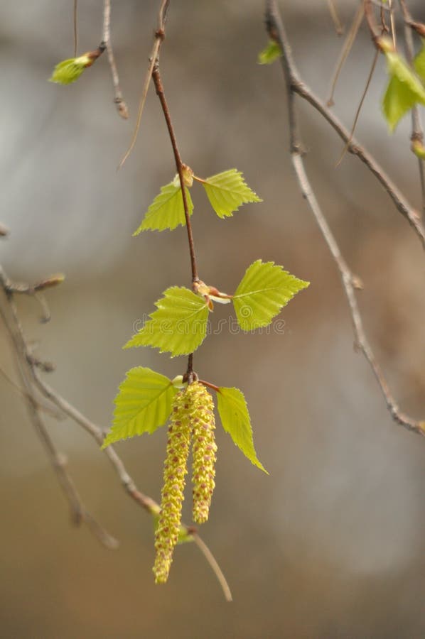 Flowers,Birch stock photo. Image of birch, plant, life - 97114248