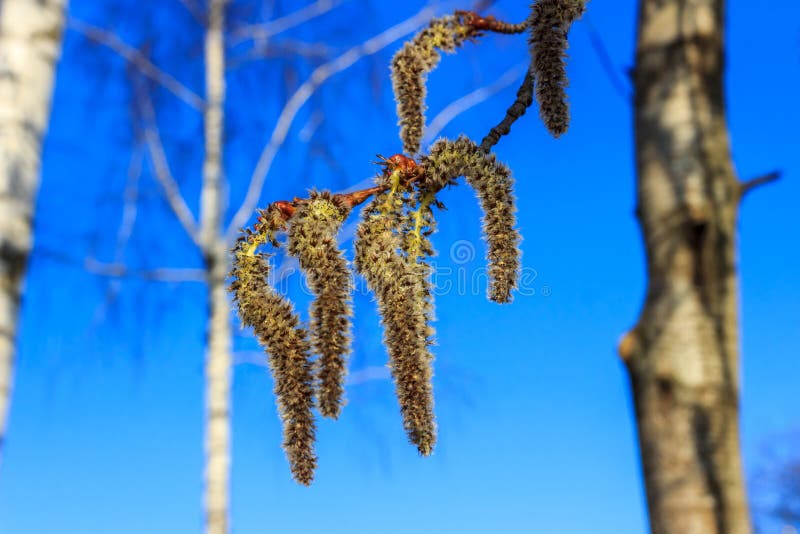 The flowers of birch stock photo. Image of flowers, tenderness - 53190648