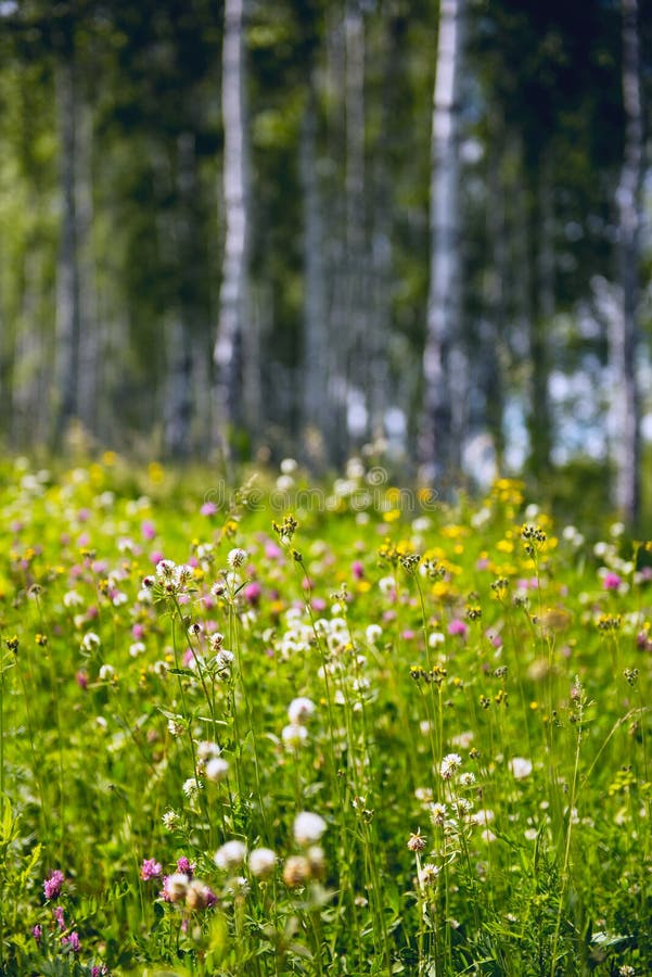 Flowers in a birch forest stock image. Image of rural - 32297207