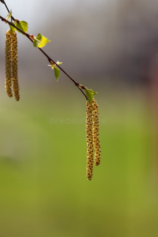 Flowers on a Birch Tree in the Spring Stock Image - Image of nature ...