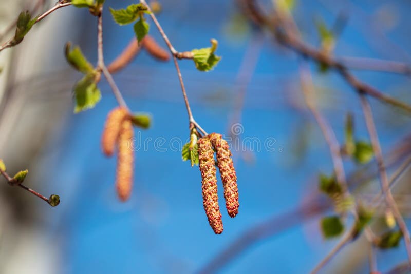 Flowers on a Birch Tree in the Spring Stock Image - Image of lush ...