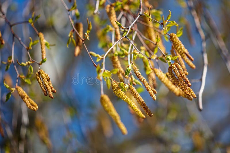 Flowers on a Birch Tree in the Spring Stock Image - Image of bright ...