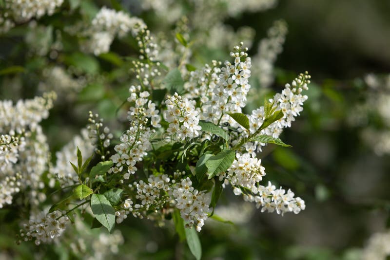 Bird Cherry Tree in Blossom Stock Photo - Image of cherry, closeup ...