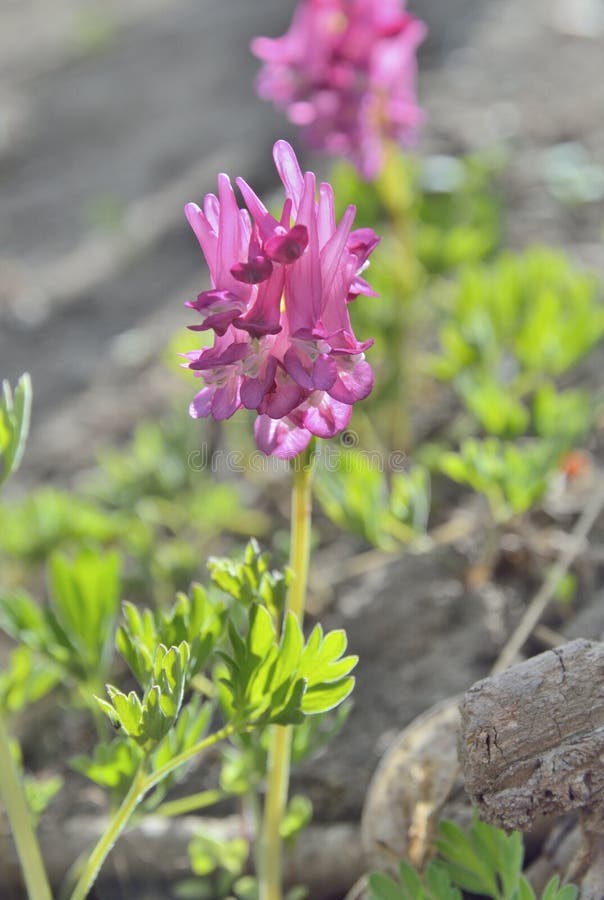 Corydalis Buschii Stock Photos - Free & Royalty-Free Stock Photos from ...