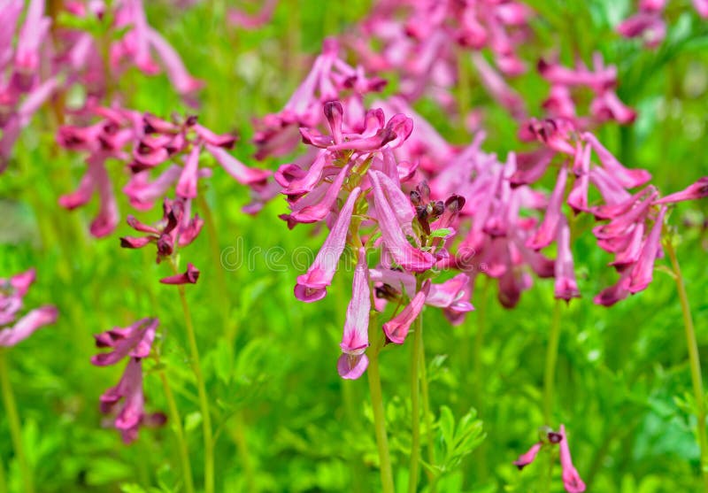 Flowers of Birthwort (Corydalis Buschii) 4 Stock Photo - Image of ...