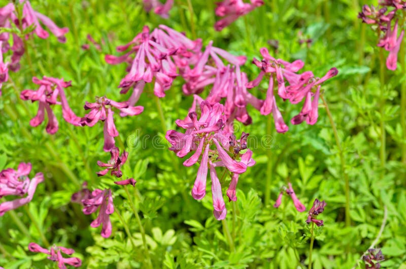 Corydalis Buschii Stock Photos - Free & Royalty-Free Stock Photos from ...