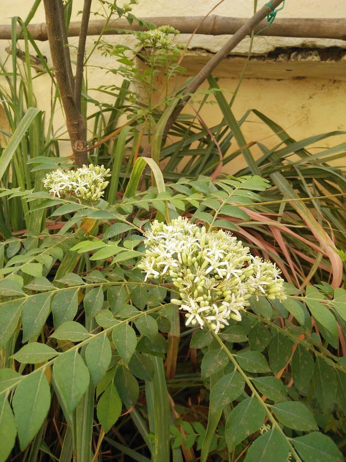 Mohor stock image. Image of mohor, flowers, bitter, color - 120960289