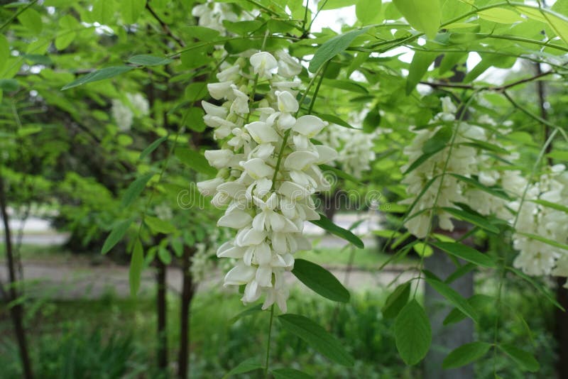 Flowers of Black Locust in Spring Stock Image - Image of deciduous ...