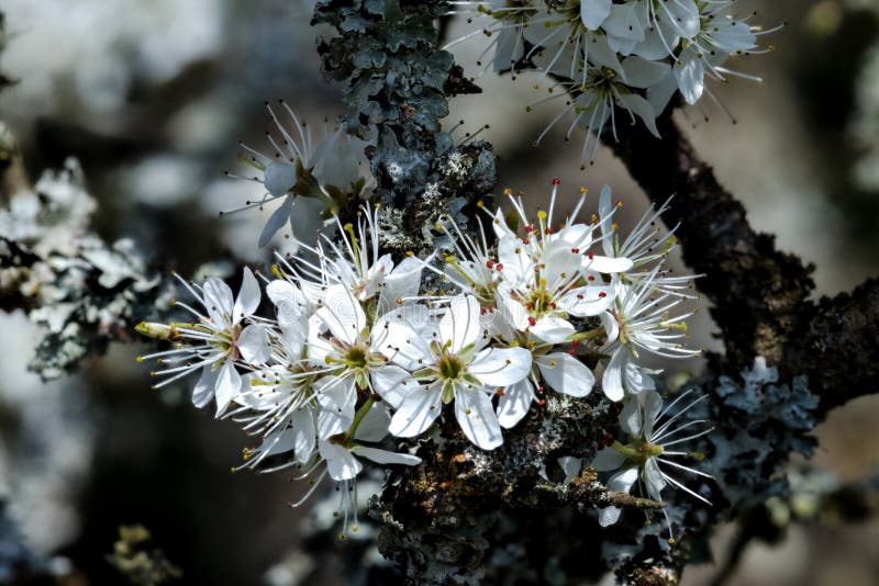 Flowers of the Blackthorn Tree Stock Photo - Image of leaf, konstanz ...