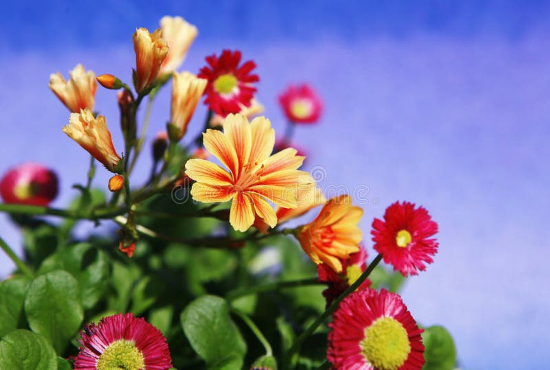 Flowers in Bloom with Background in Transition Stock Photo - Image of ...