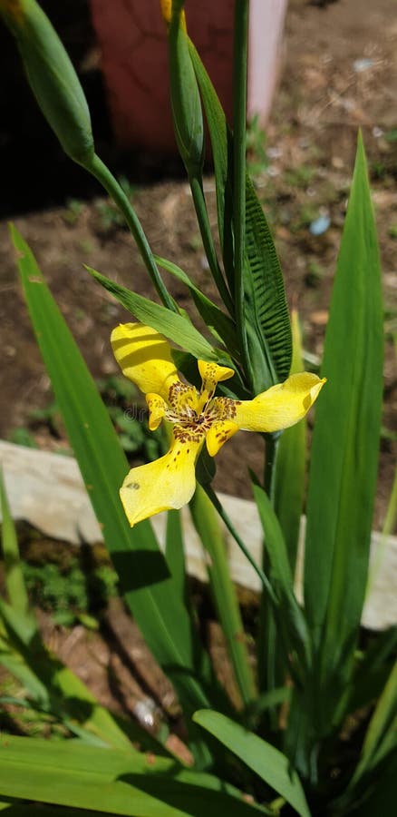 Flowers that Bloom Beautifuly in the Daytime Stock Image - Image of ...