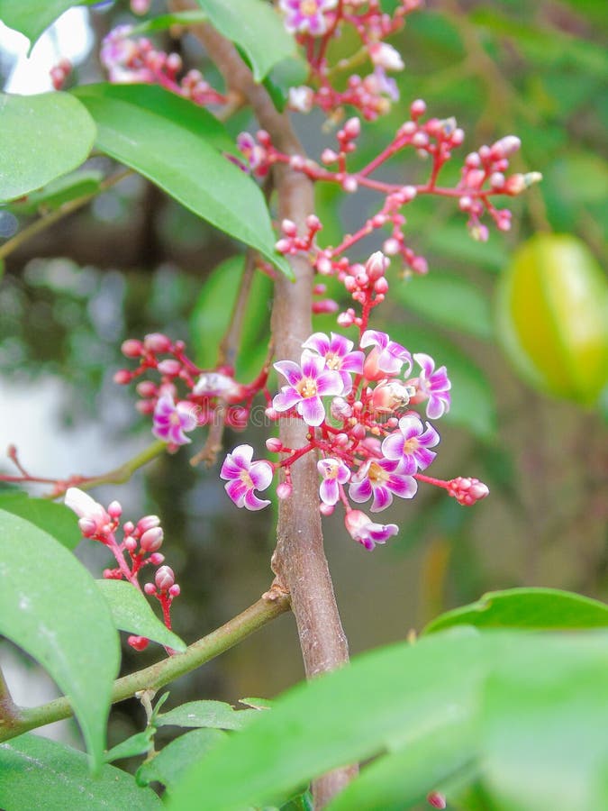 The flower bloom in spring stock image. Image of year - 215660781