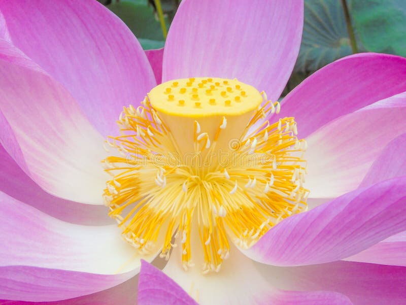 The flower bloom in spring stock image. Image of vietnamese - 215661907