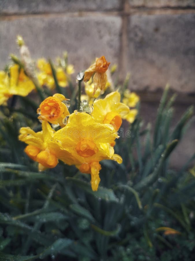 Flowers Bloom and Get Wet in the Rain Stock Image - Image of rain ...