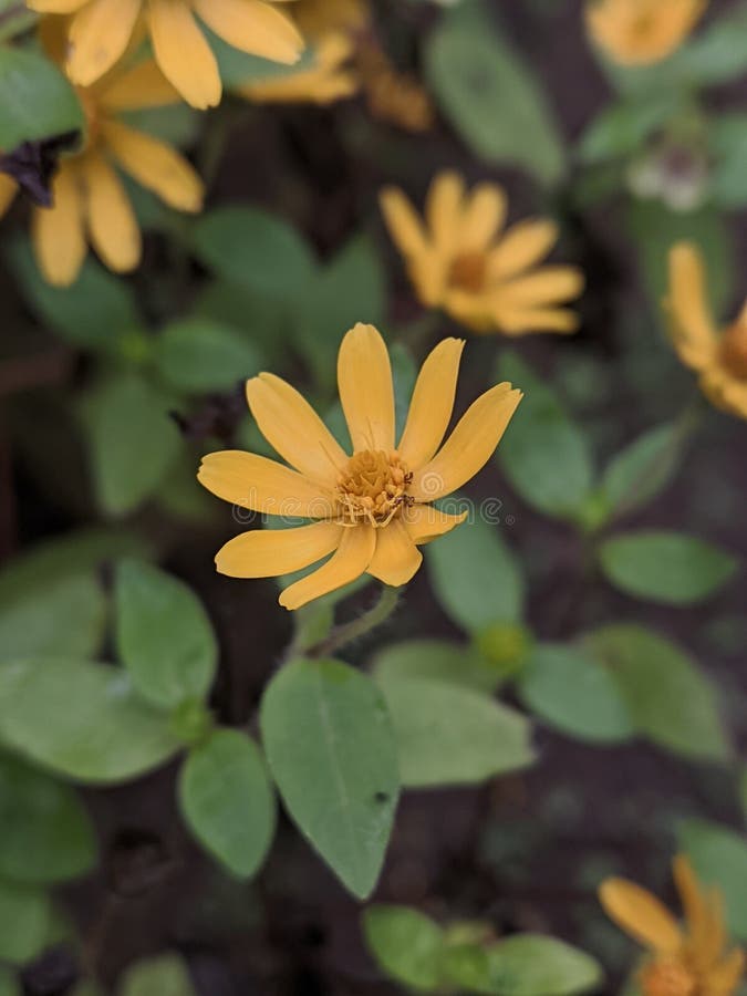 Flowers bloom like the sun stock photo. Image of nature - 264910946