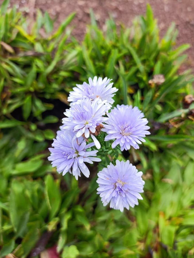 The 5 Flowers in Bloom Look Beautiful in the Daytime Stock Photo ...