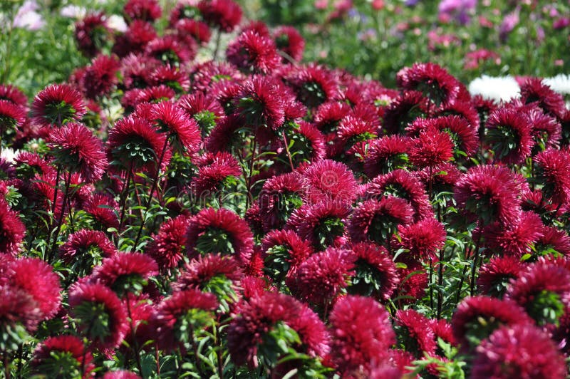 Flowers stock photo. Image of odor, bouquet, flowers - 98885812