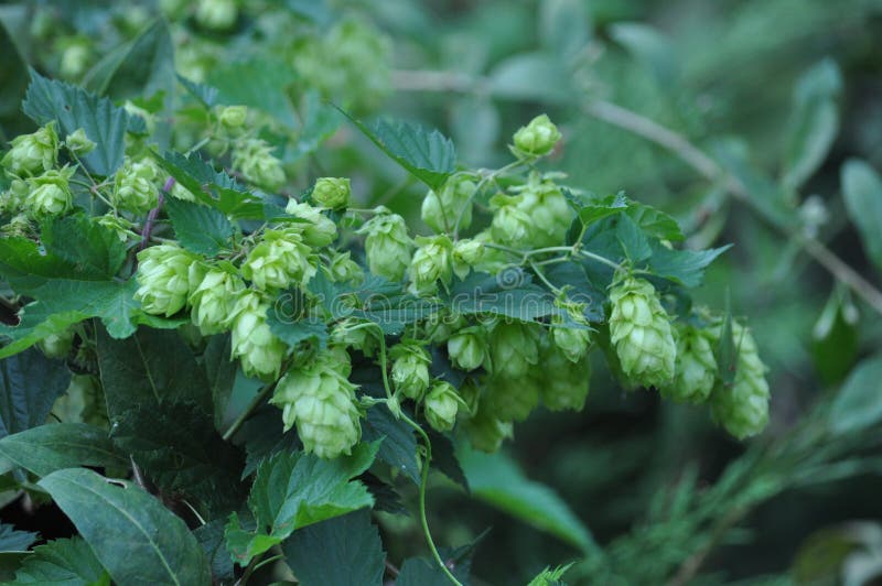 Flowers,Humulus stock photo. Image of humulus, flowerbed - 98889700
