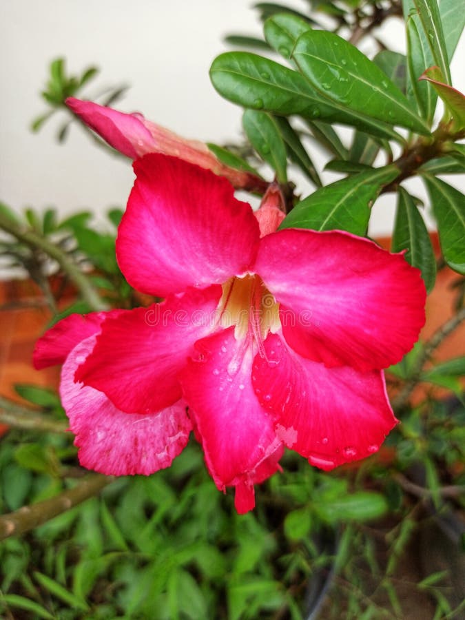 Flowers that Bloom in a Pot Stock Image - Image of flower, flowers ...