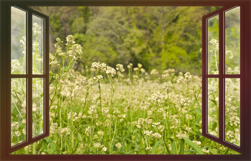 Flowers in Bloom Seen from an Open Window - Springtime Concept Image ...